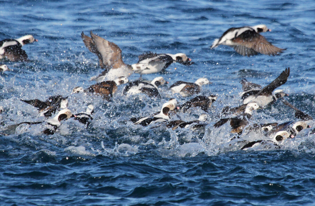 Tales from a rare bird chaser, and why it’s a great hobby | News ...